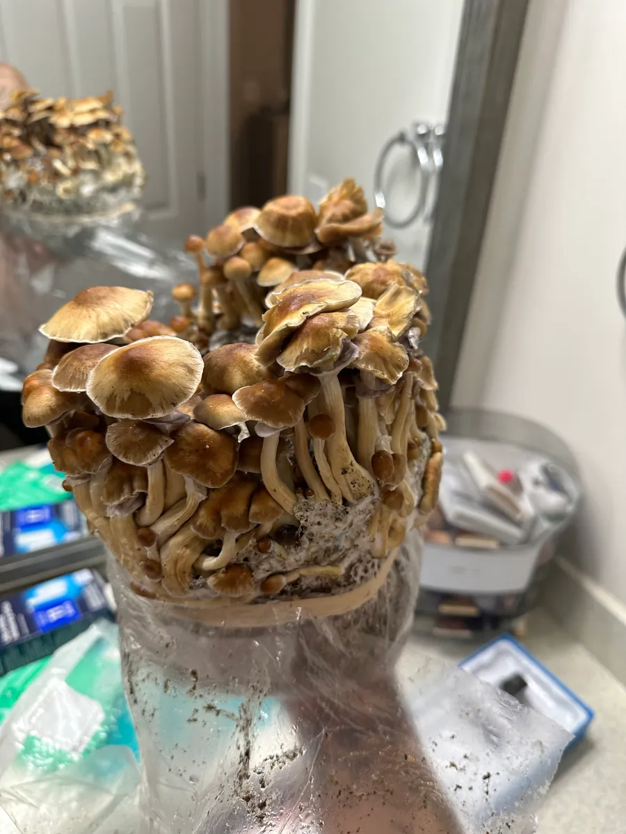 Done-For-You Happy Mushroom Colonized Grow Kit - happymushrooms.com